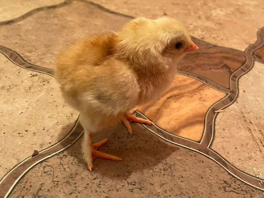 Цыпленок Брамы