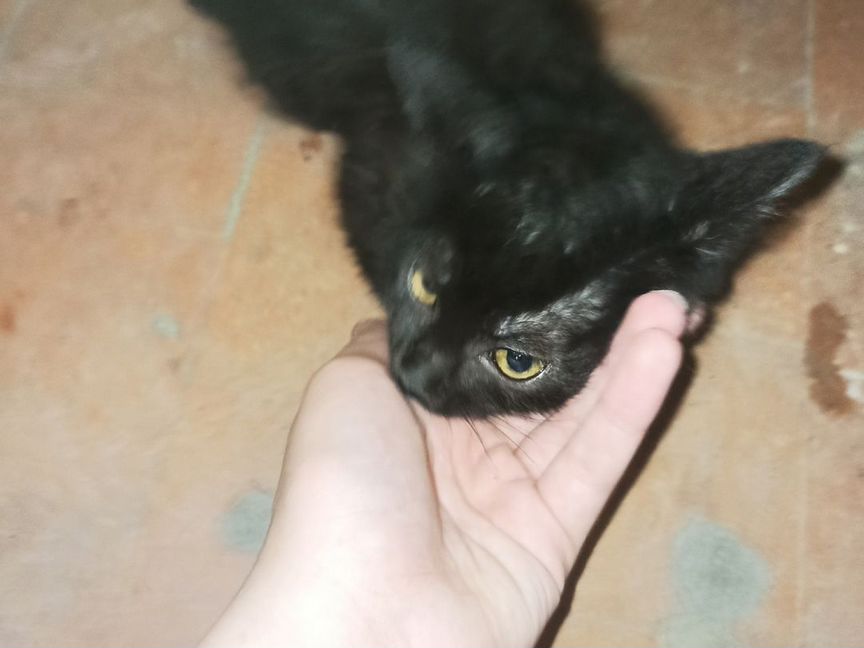 Черный котенок в добрые руки