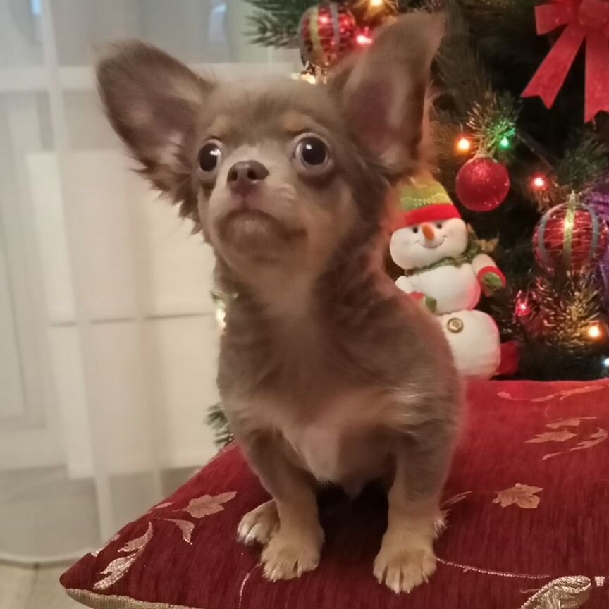 Чихуахуа, щенок