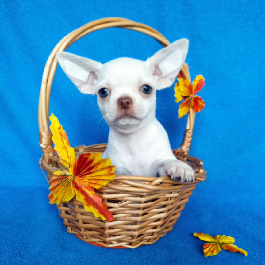 Мальчик блондин чихуахуа