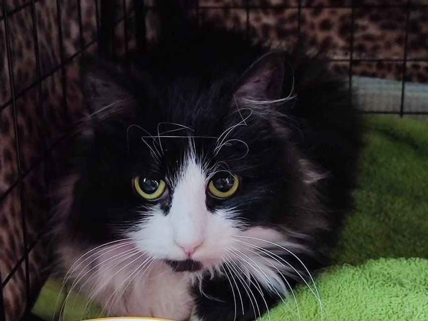 Пушистая черная кошка. Бесплатно. В добрые руки