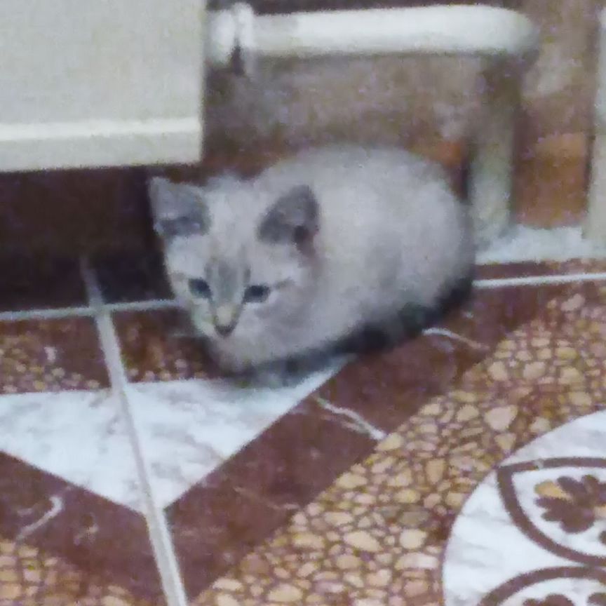 Котёнок