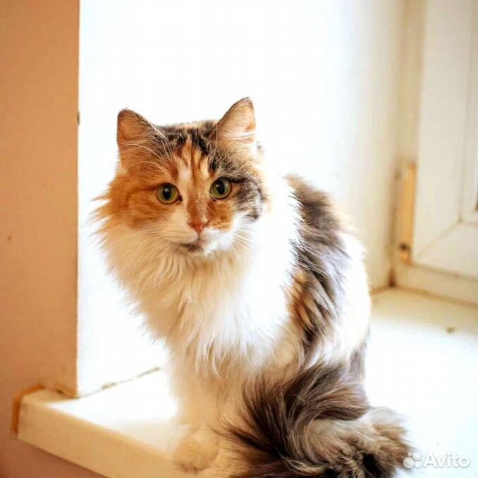 Пушистая трёхцветка Моника ищет рыцаря