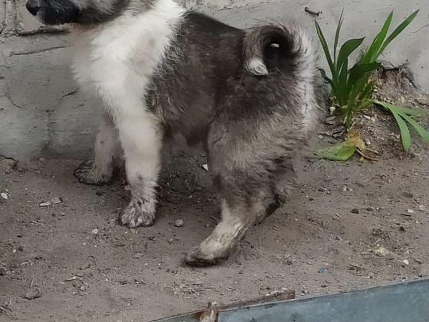 Лайка Западно-Сибирская