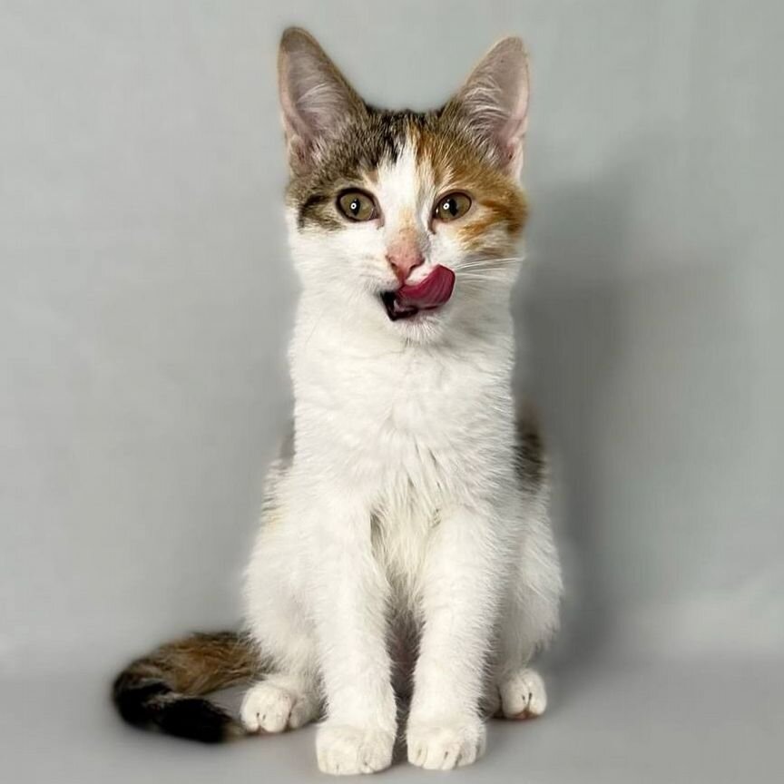 Милый котенок девочка