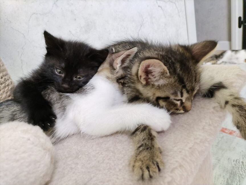 Котятки в добрые руки
