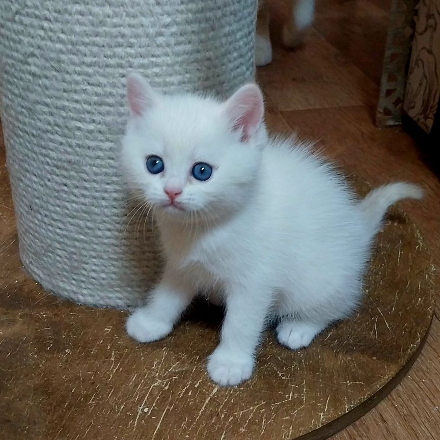Шотландский котик
