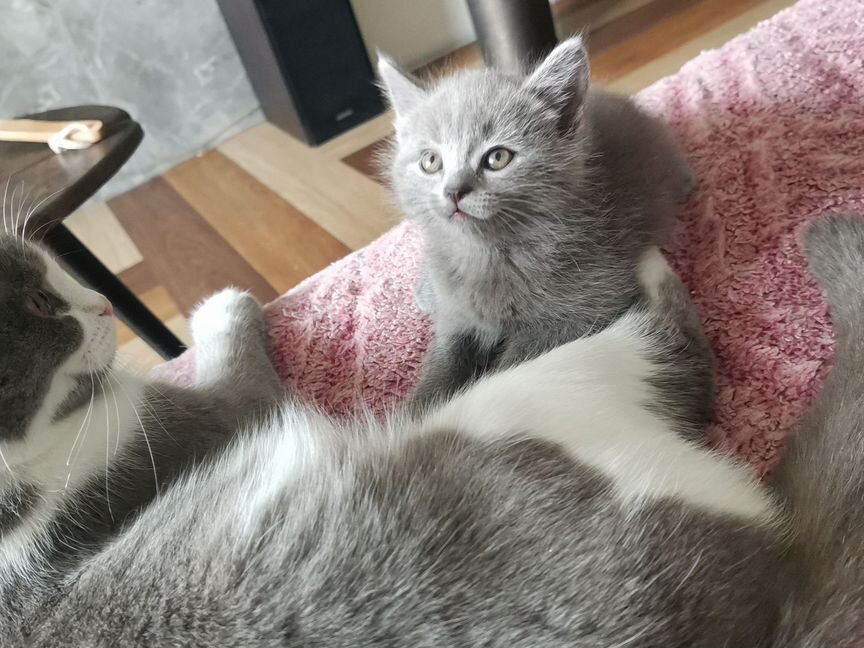 Кошка