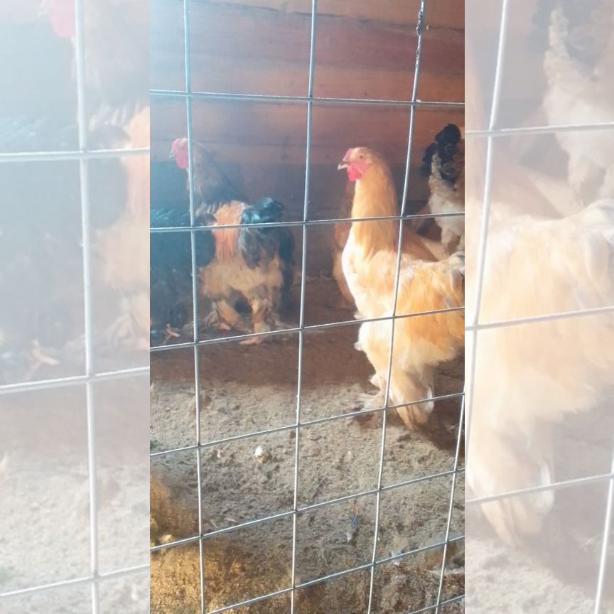Продам петушков