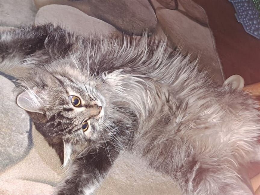 Кошка
