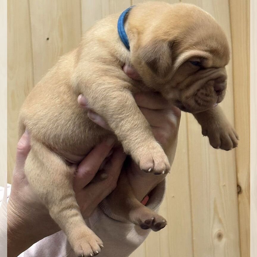 Бордоский дог, щенок