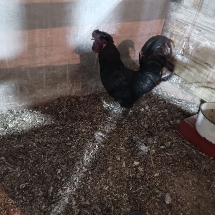 Петух ухеляй, Бентам; яйцо, ухеляй, фавероль