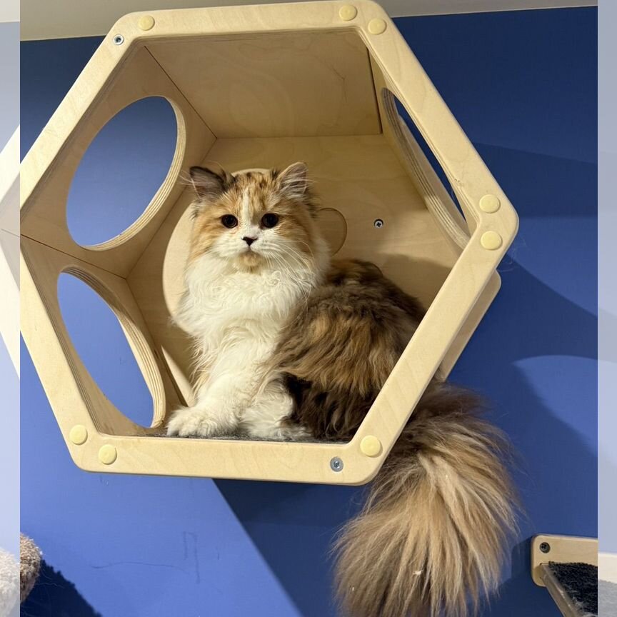 Шотландский прямоухий длинношёрстный котёнок