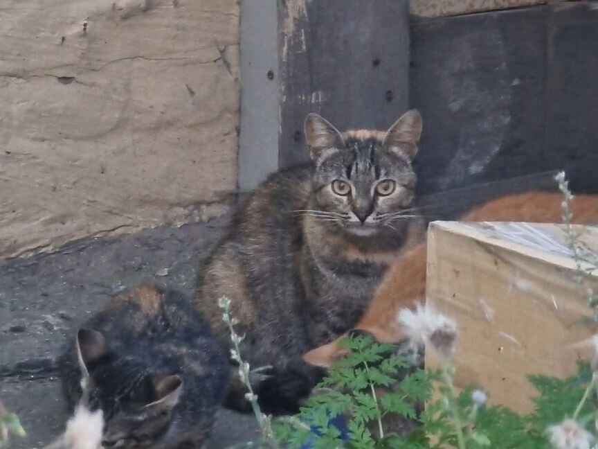 Кисуля