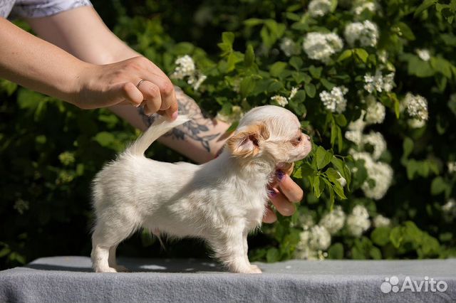 Щенок чихуахуа Мальчик