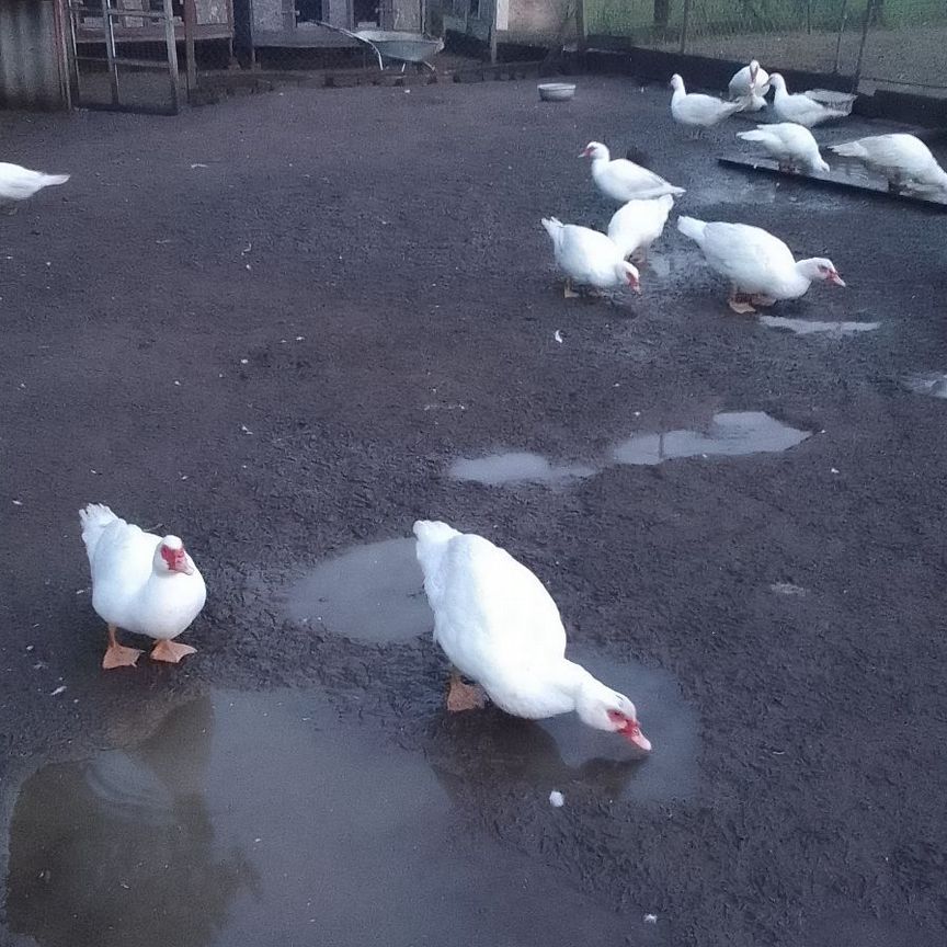 Мускусные утки тяжелые линии