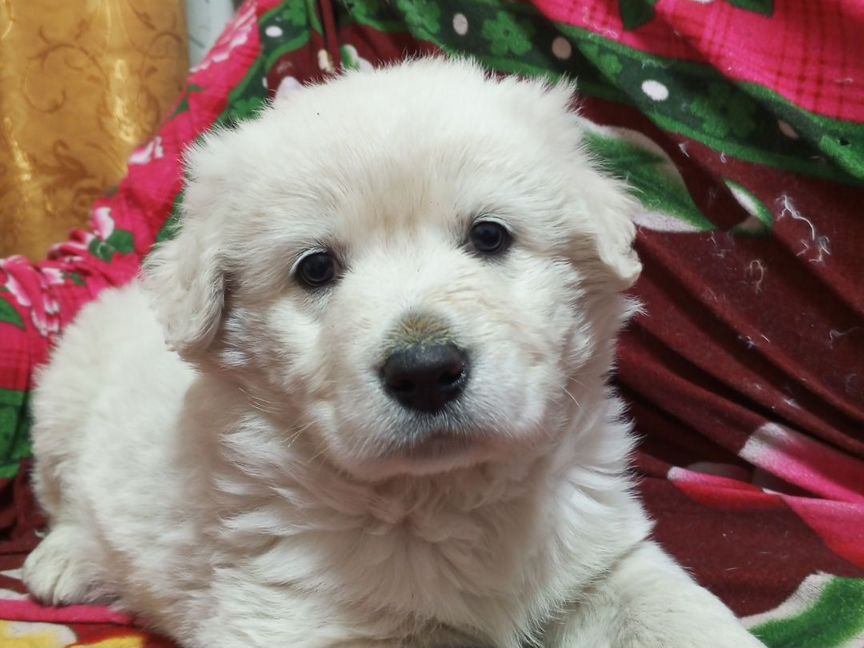 Щенок Алабая мальчик