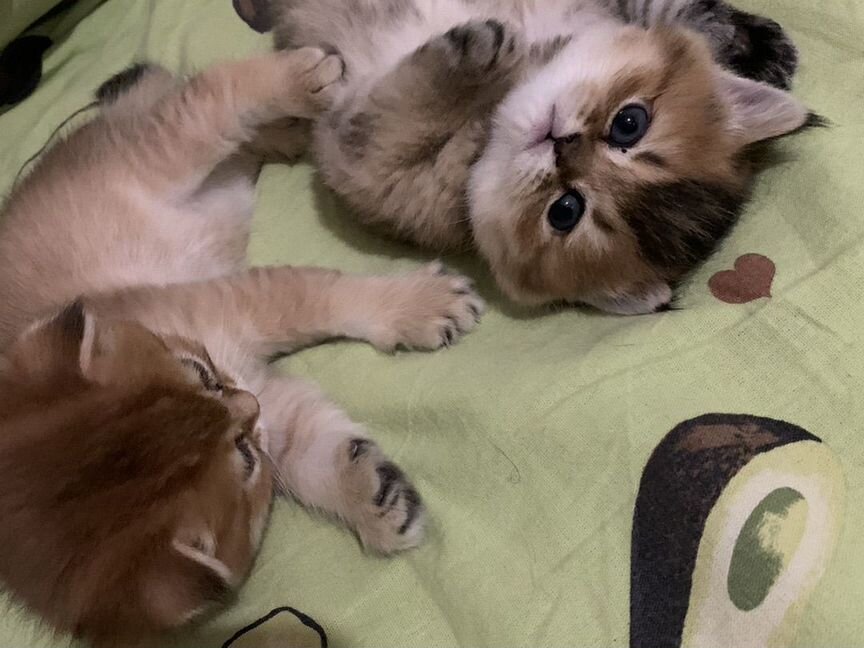 Шотландские котята