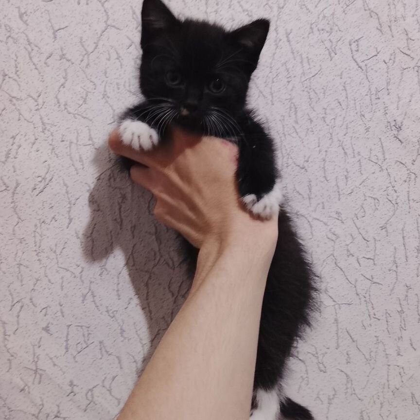 Шотландский вислоухий длинношёрстный котёнок
