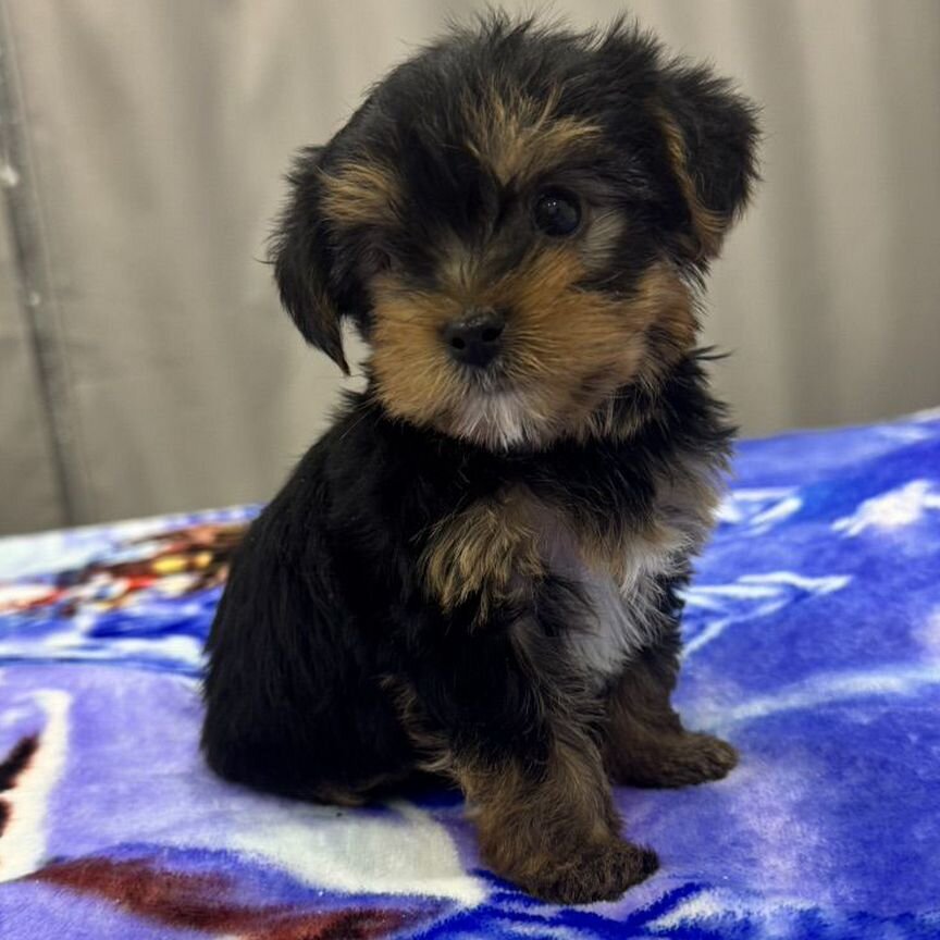 Йоркширский терьер, щенок