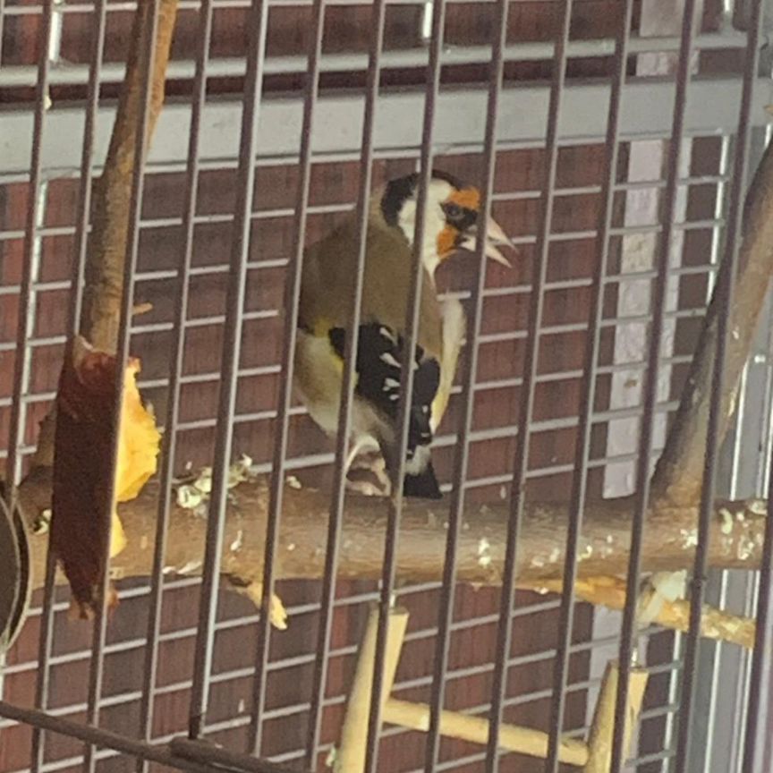 Певчие птицы щегол