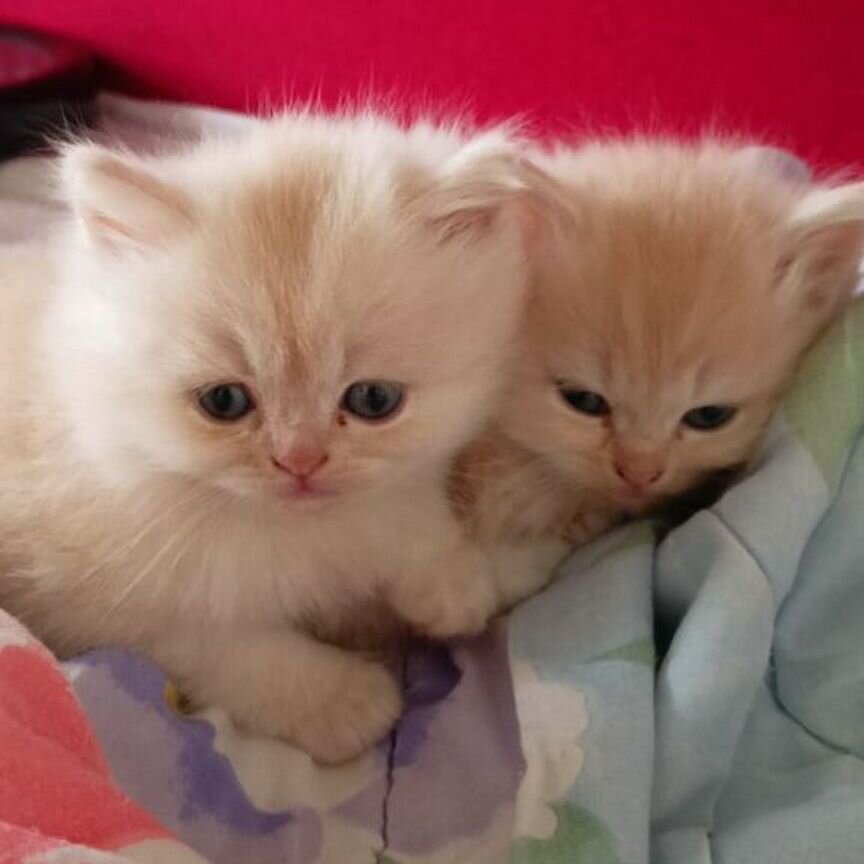 Персидские котята