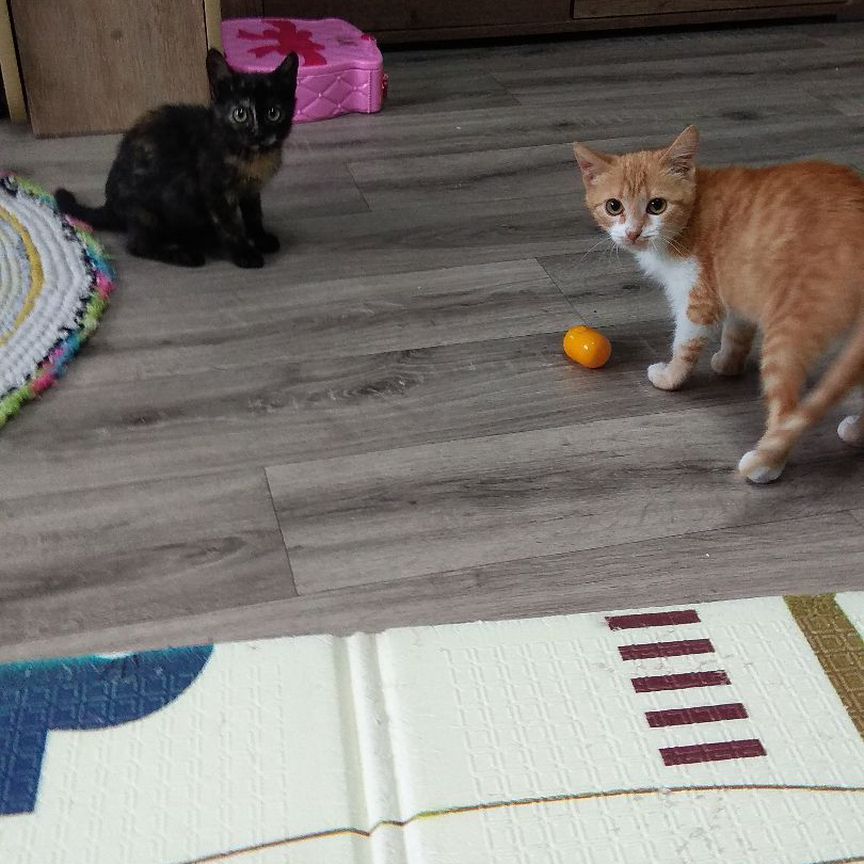 Котенок черепашковый