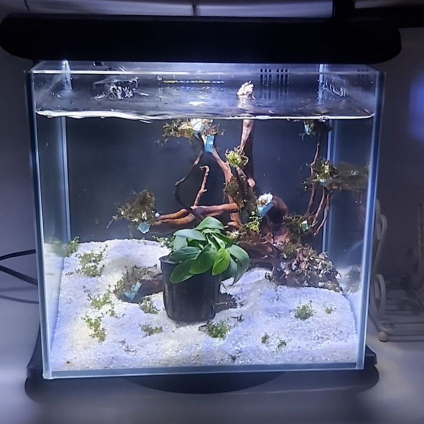 Аквариум (забронировано )