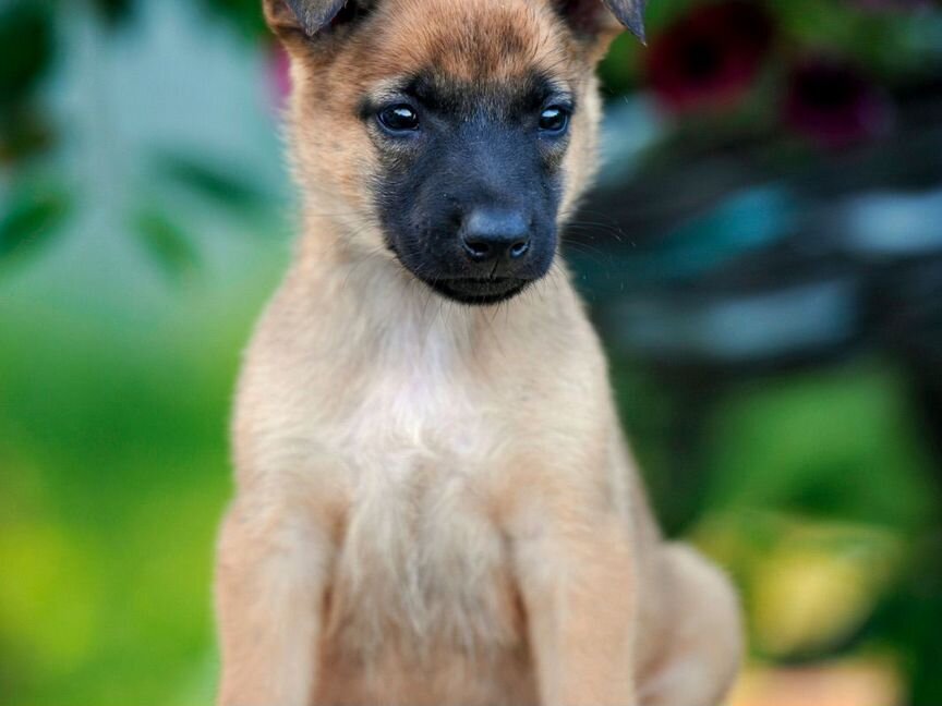 Щенок малинуа кобель