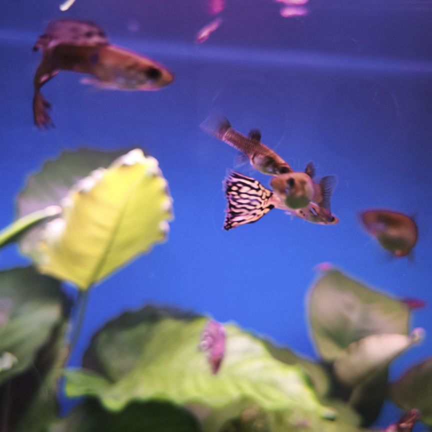 Рыбки гуппи