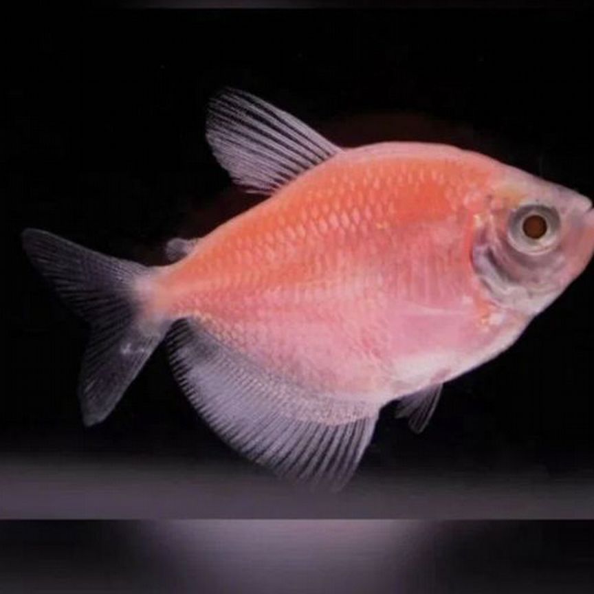 Тернеция glofish