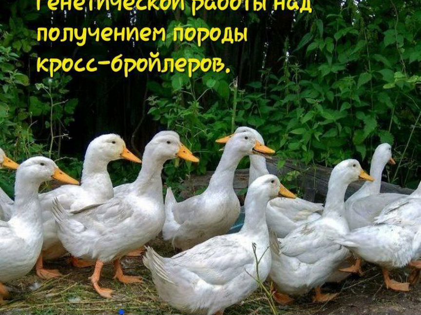 Утята суточные