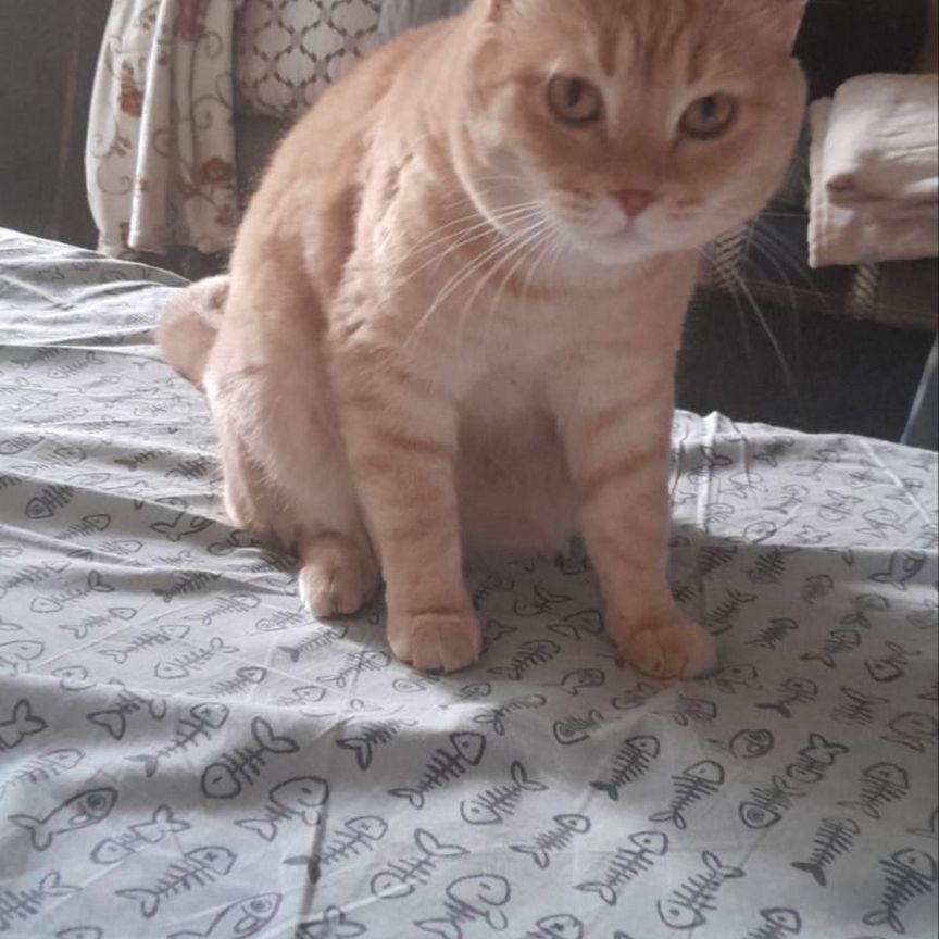 Нужен дом, друзья