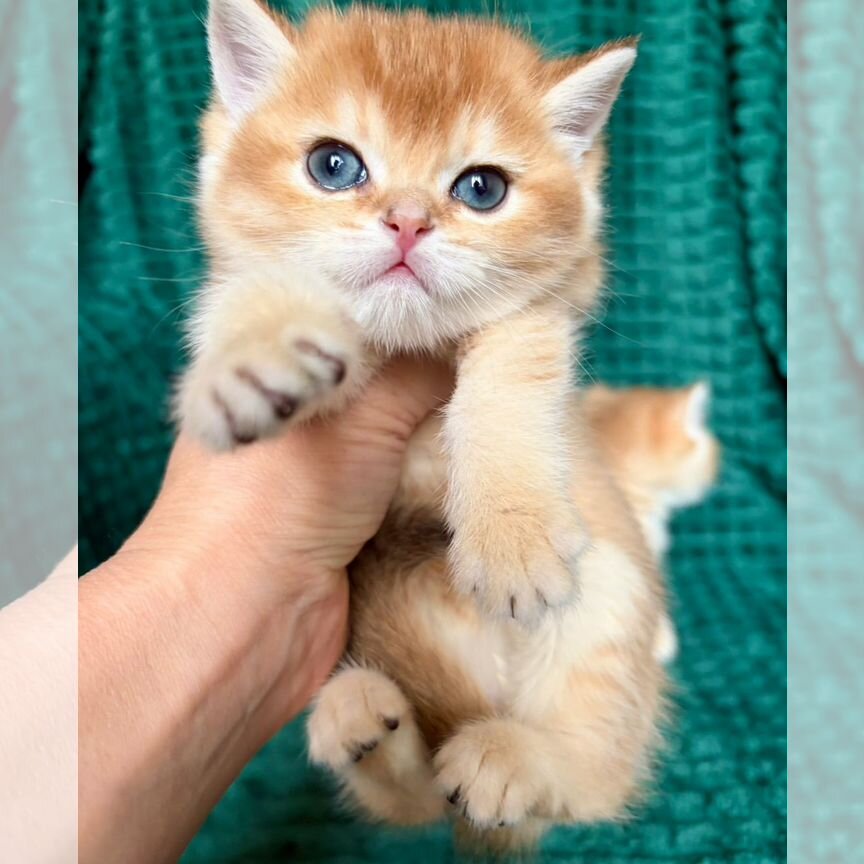 Британский короткошёрстный котёнок