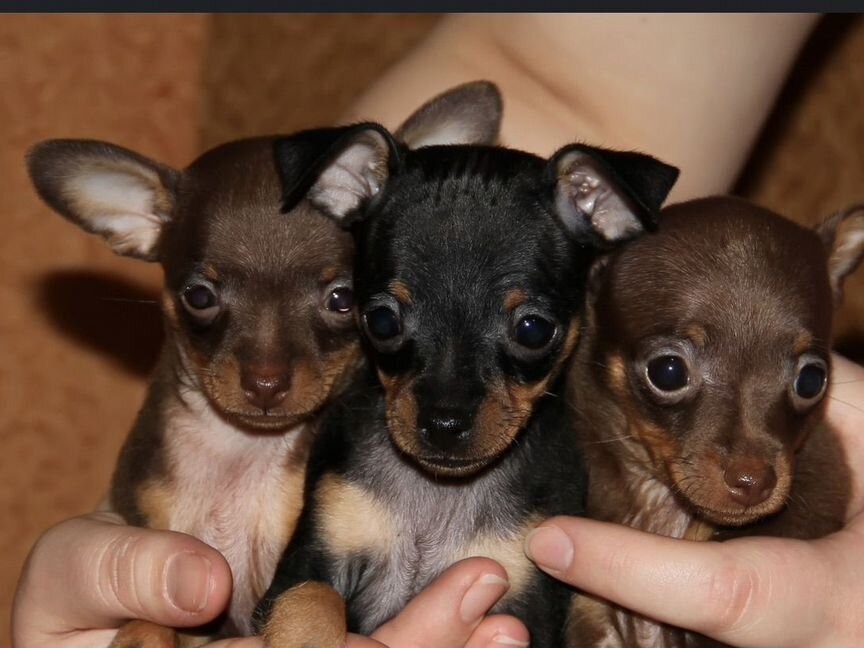 Щенки пражский крысарик