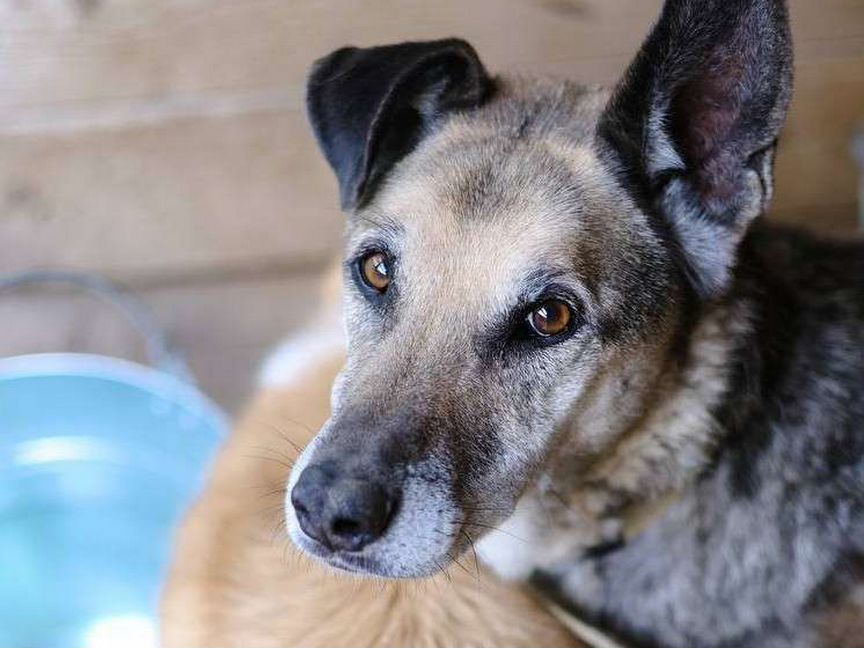 Собака пёс из приюта