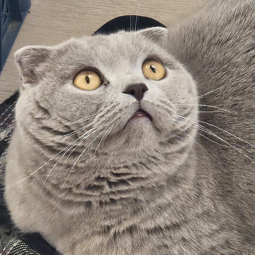 Домашние животные кошки