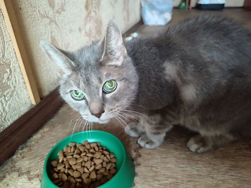 Отдам кошечку