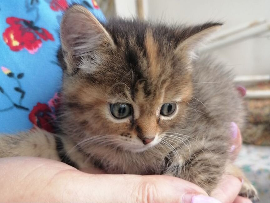 Котик в добрые руки 1 мес