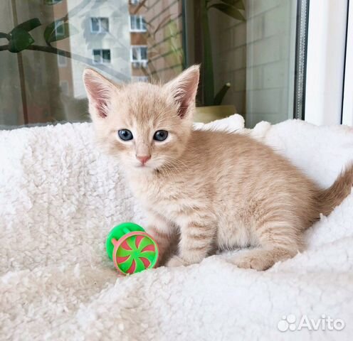 Яркий улыбный котенок Смайлик в добрые руки