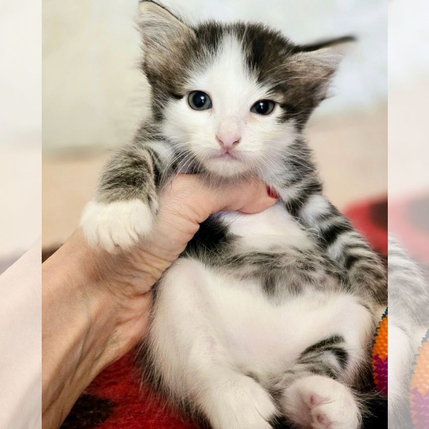 Маленький ласковый котенок Витюша