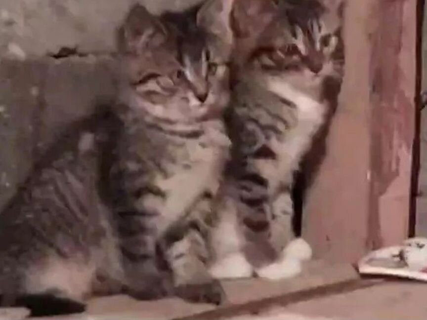 Котята в добрые руки бесплатно