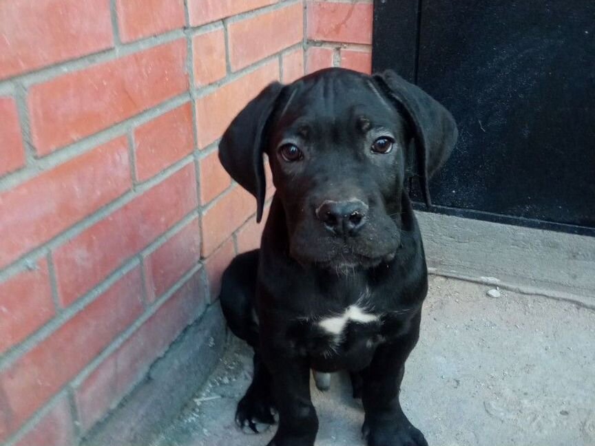 Щенок Кане Корсо мальчик