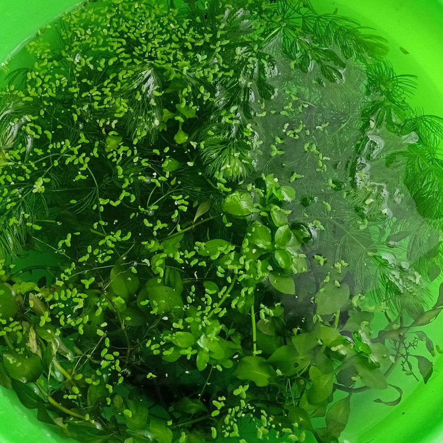 Водоросли для аквариума