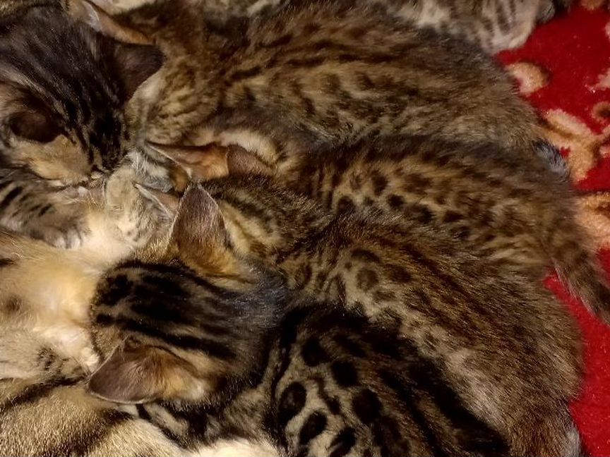 Бенгальские котята