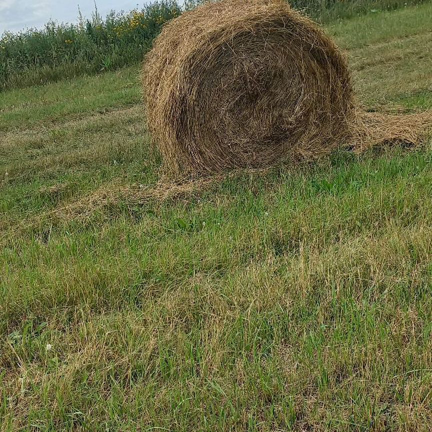 Сено в тюках естественное