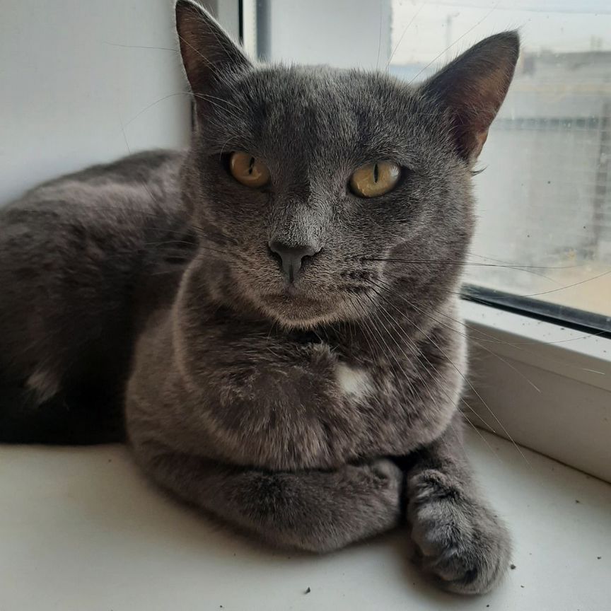 Отдам кота в добрые руки