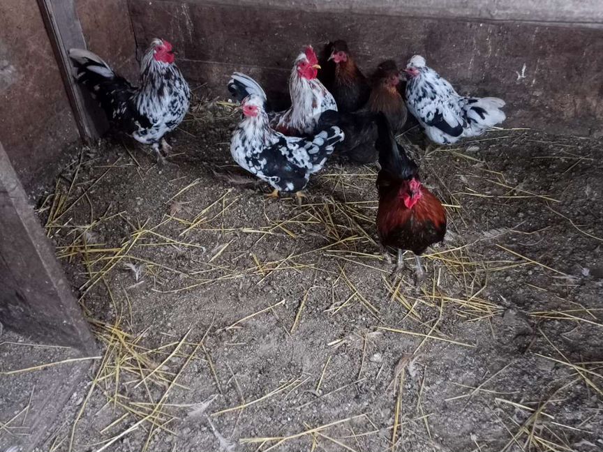 Карликовые Петушки