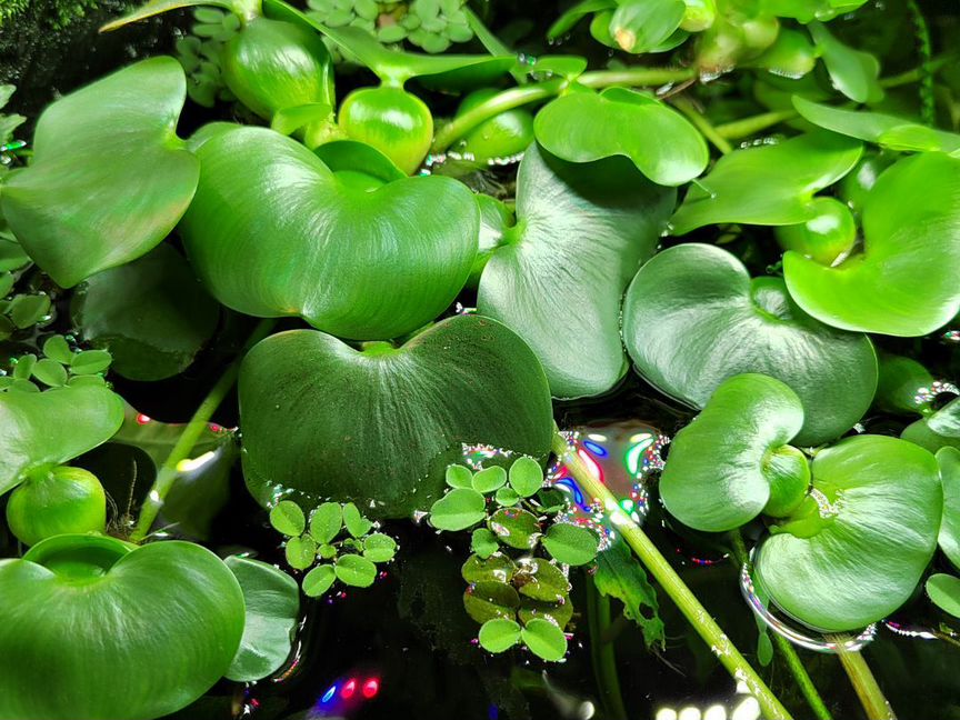 Аквариумные растения