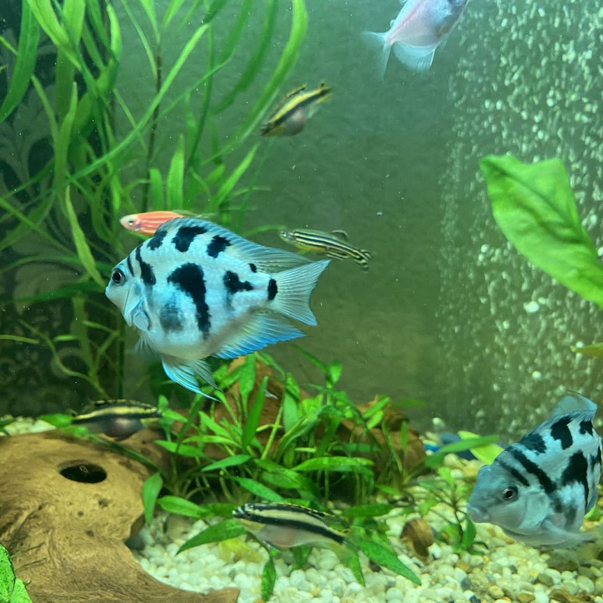 Рыба бронь до пятницы